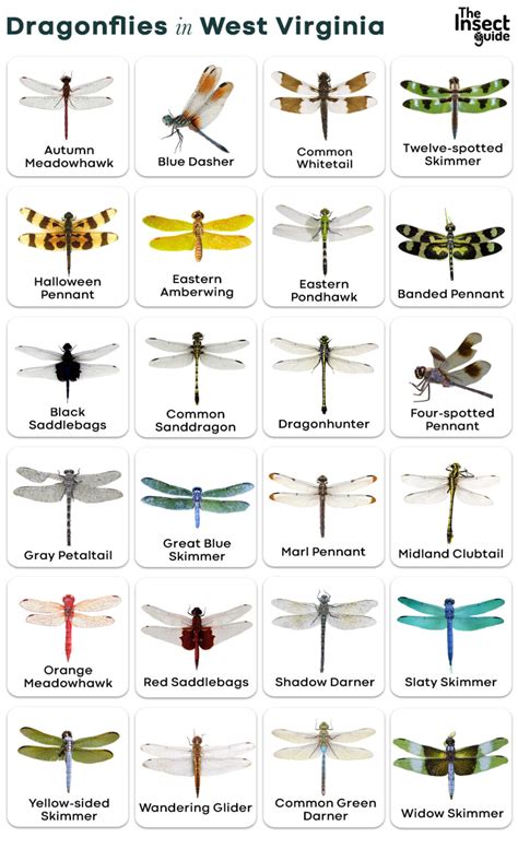 List Of Common Types Of Dragonflies In West Virginia With Pictures
