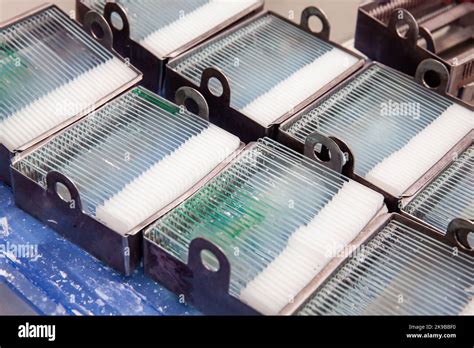 When Microscope Slides Are Stained To Show At Bruce Moreno Blog
