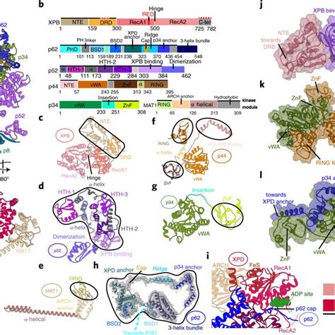 Transcription Preinitiation Complex Structure And Dynamics Provide