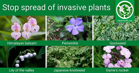 Plant Are Invasive Species At Summer Mathew Blog