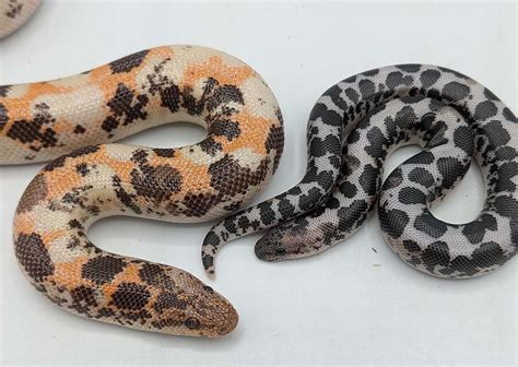 Petmuch Kenyan Sand Boa Care Diet Facts And Habitat Setup