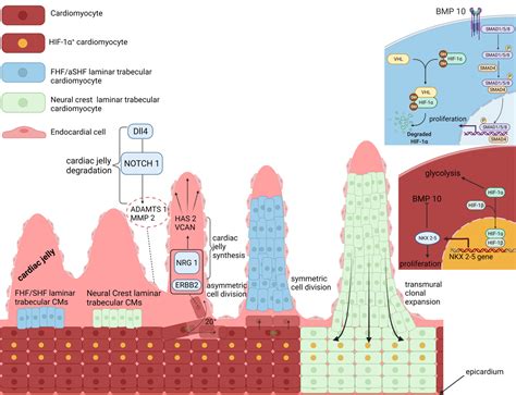 Developmental And Regenerative Biology Of Cardiomyocytes The