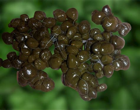 Do Rabbits Eat Their Poop Yes Top Reasons They Do So