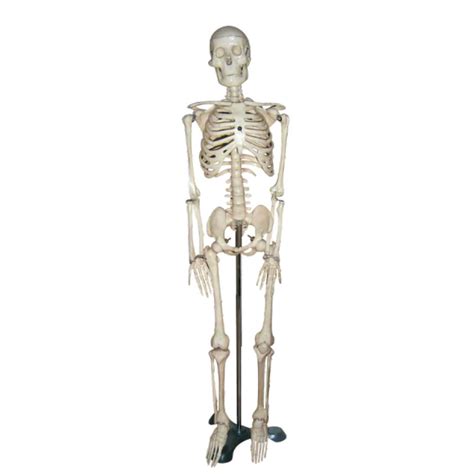 Mini Human Skeleton Plastic