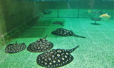 Freshwater Aquarium Stingray