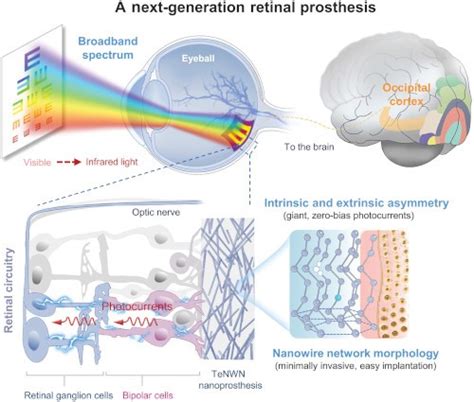 Tellurium Nanowire Retinal Implants Pave Way For Next Gen Vision