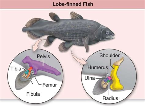 When Did The Radius Ulna And Tibia Fibula Emerge R Paleontology