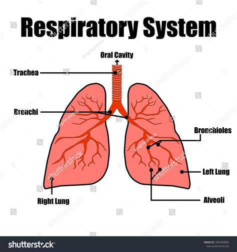 Lungs Drawing Labeled