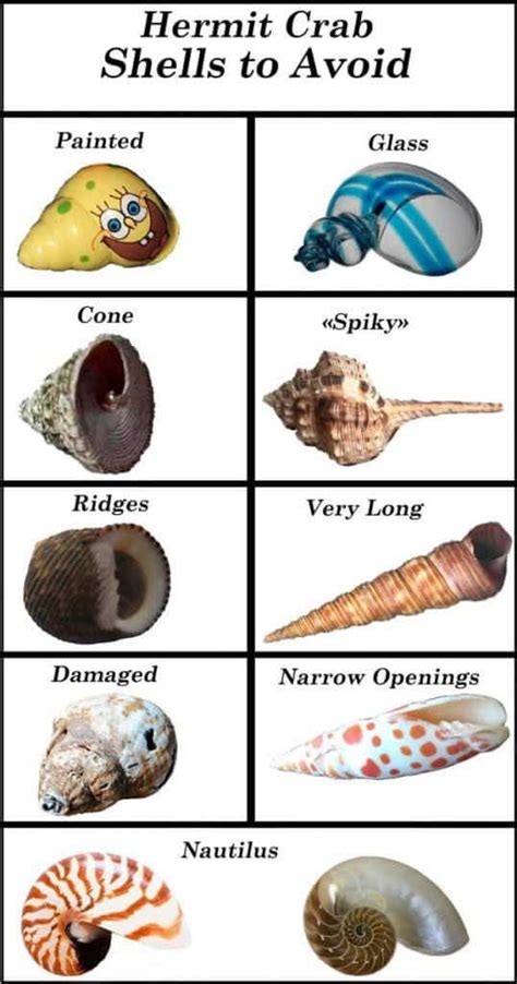 Hermit Crab What Kind Of Shells Should I Avoid Hermit Crab Shells