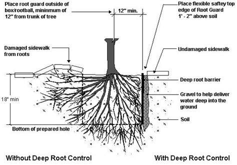 Root Barrier Artofit