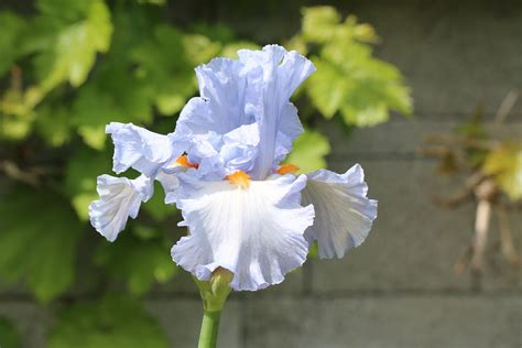 Iris Biru Bohlam Foto Gratis Di Pixabay Pixabay