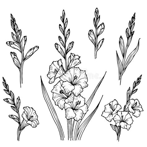Hand Drawn Wild Flowers Botanical Drawing Line Art Gladiolus