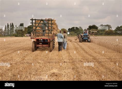 Harvesting Wheat Using Antique Farm Machinery Olden Farming Methods