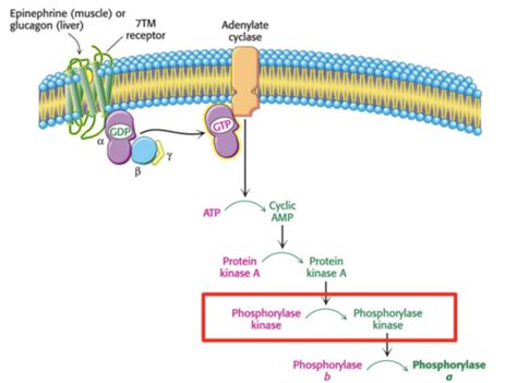 Biochem Glycogen Degradation Flashcards Quizlet