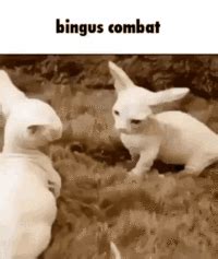 Bingus Image Gallery Know Your Meme