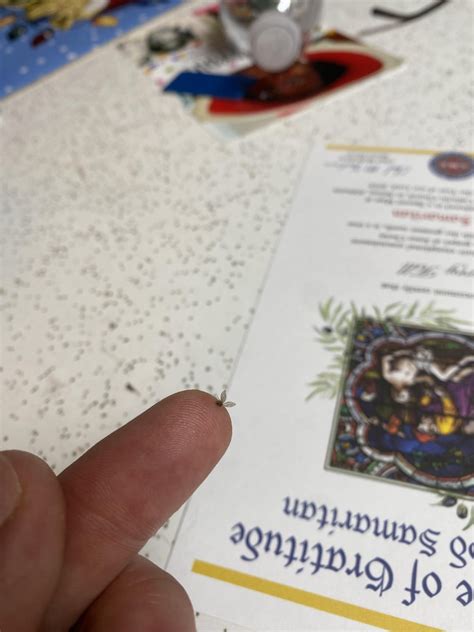 Please Identify This Small Flying Bug R Bugidentification