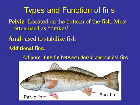 PPT Fish Form And Function PowerPoint Presentation Free Download ID 1255342