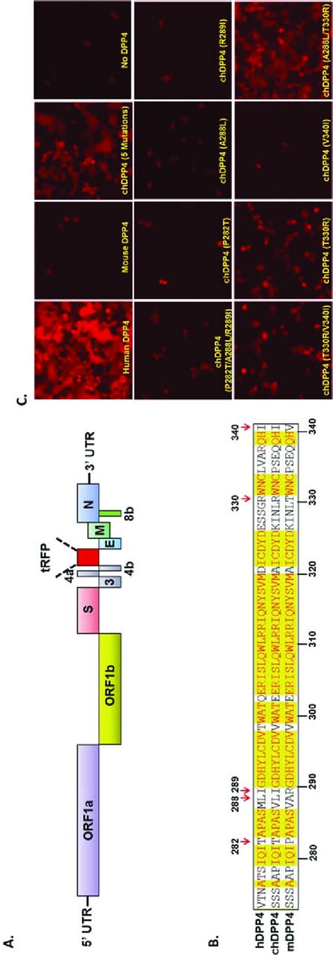 Application For An Infectious Clone Of Mers Cov Expressing Trfp A