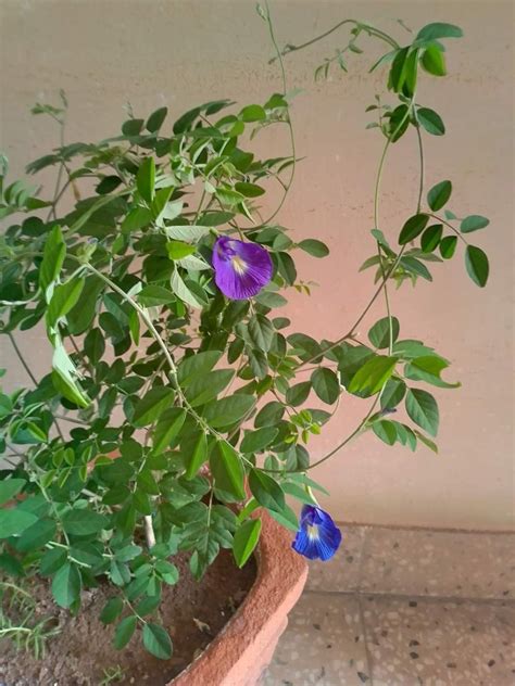 How To Grow And Care Butterfly Pea Clitoria Ternatea Artofit