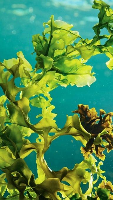 Free Golden Seaweed Flowing Image Seaweed Kelp Algae Download At