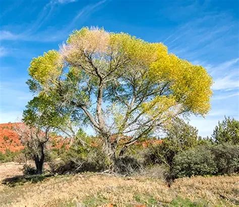 Cottonwood Tree