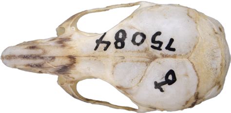 Mus Musculus Whats This Skull