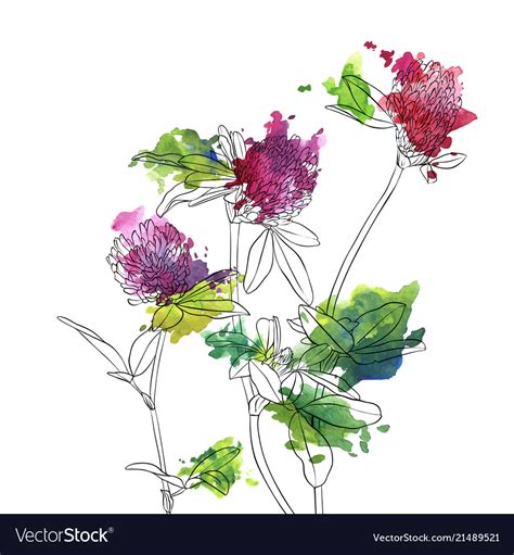 Drawing Clover Flowers Royalty Free Vector Image
