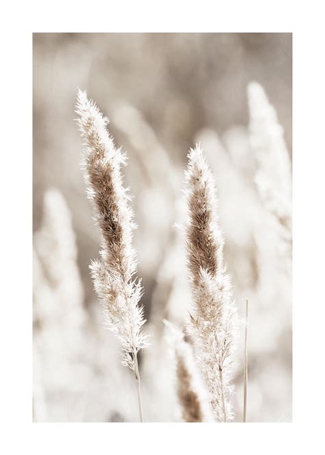 Vass På Äng Botanisk Naturposter Poster Store Se