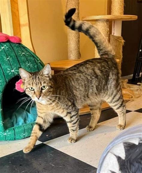 Book Online Kitty Korner