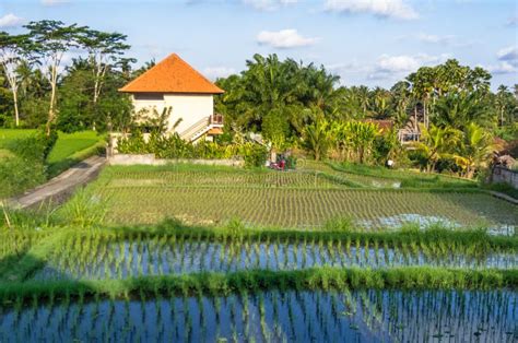 View On Villa And Rice Field Stock Image Image Of Outside Nature