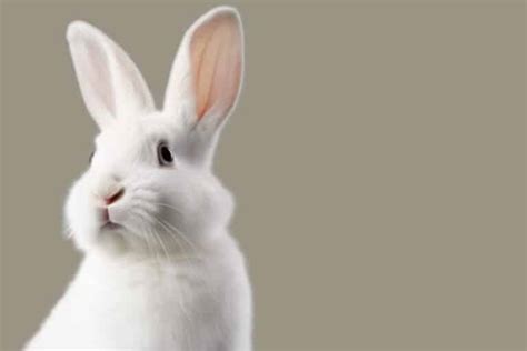 Synulox Palatable Drops Anivita