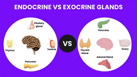 Exocrine Pancreas Vs Endocrine Pancreas Endocrine Vs Exocrine Gland Defintion Functions And