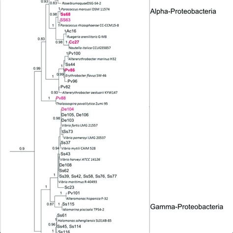 Detailed View On Proteobacteria Sub Tree From The Maximum Likelihood Download Scientific