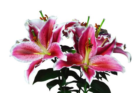 Stargazer Lily Images Browse Stock Photos Vectors And Video Adobe Stock