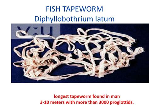 E Fish Tapeworm At Amber Magoon Blog