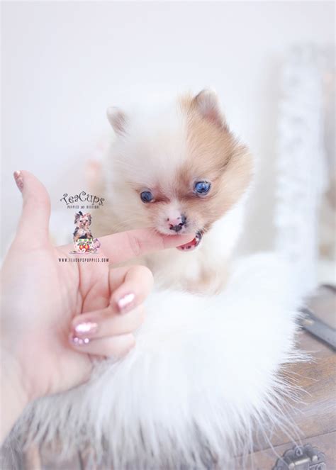 Teacup Puppies With Blue Eyes At Wendy Noland Blog