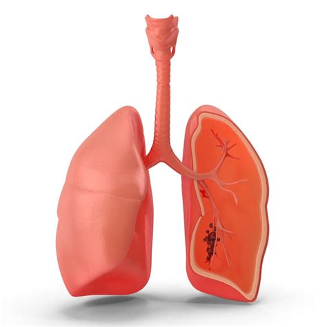 Premium Photo Human Lungs 3d Modeling Psd File Realistic Human Anatomy