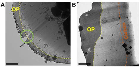 Preparing Lamellae From Vitreous Biological Samples Using A Dual Beam