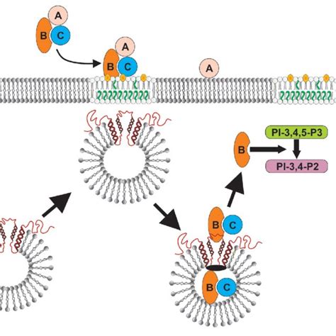 Schematic Model Showing Proposed Cdtb Cellugyrin Interaction Cdt Download Scientific Diagram