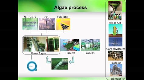 Algae Systems For Co2 Sequestration Wasterwater Cleanup And