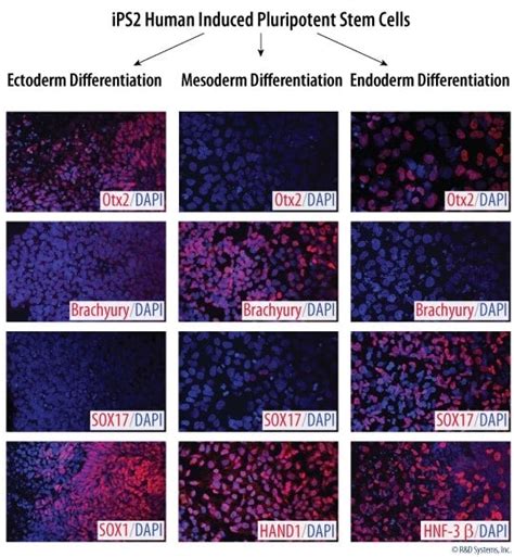 Human Pluripotent Stem Cell Functional Identification Kit Sc027b Bio Techne
