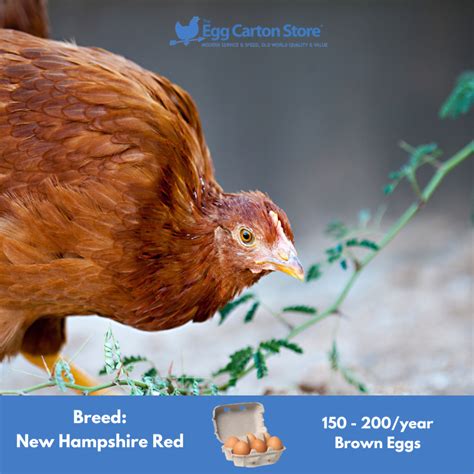 Top 10 Best Chicken Breeds For Laying Lots Of Eggs The Egg Carton