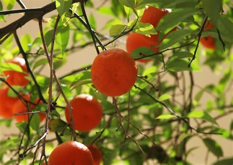Premium Photo Orange Tree