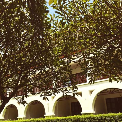 Low Angle View Of Trees Premium Photo