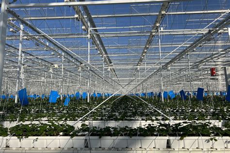 Mastronardi Produce Celebrates First Anniversary Of Greenhouse Rebuild