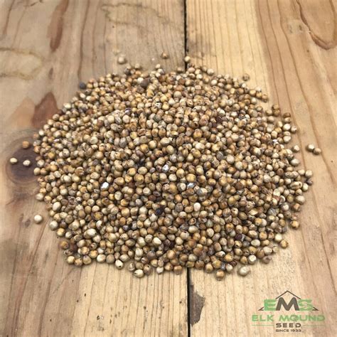 Egyptian Wheat Elk Mound Seed