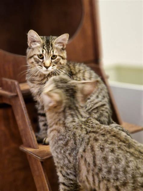 Pixie Bob Kitten Gratis Inserate