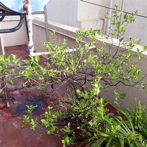 Reshmi Ranjith On Linkedin Worldenvironmentday Terracegarden Organicgarden Savethebees 17