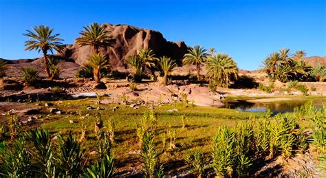 Fint Oasis The Best Of Morocco