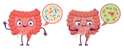 Intestinal Microflora Digestive System Care Intestinal Bacterias And